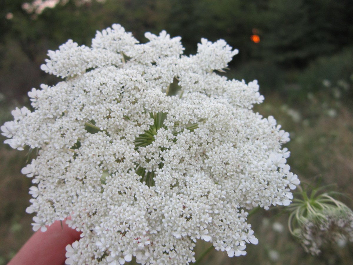 About Me & Services | These Light Footsteps