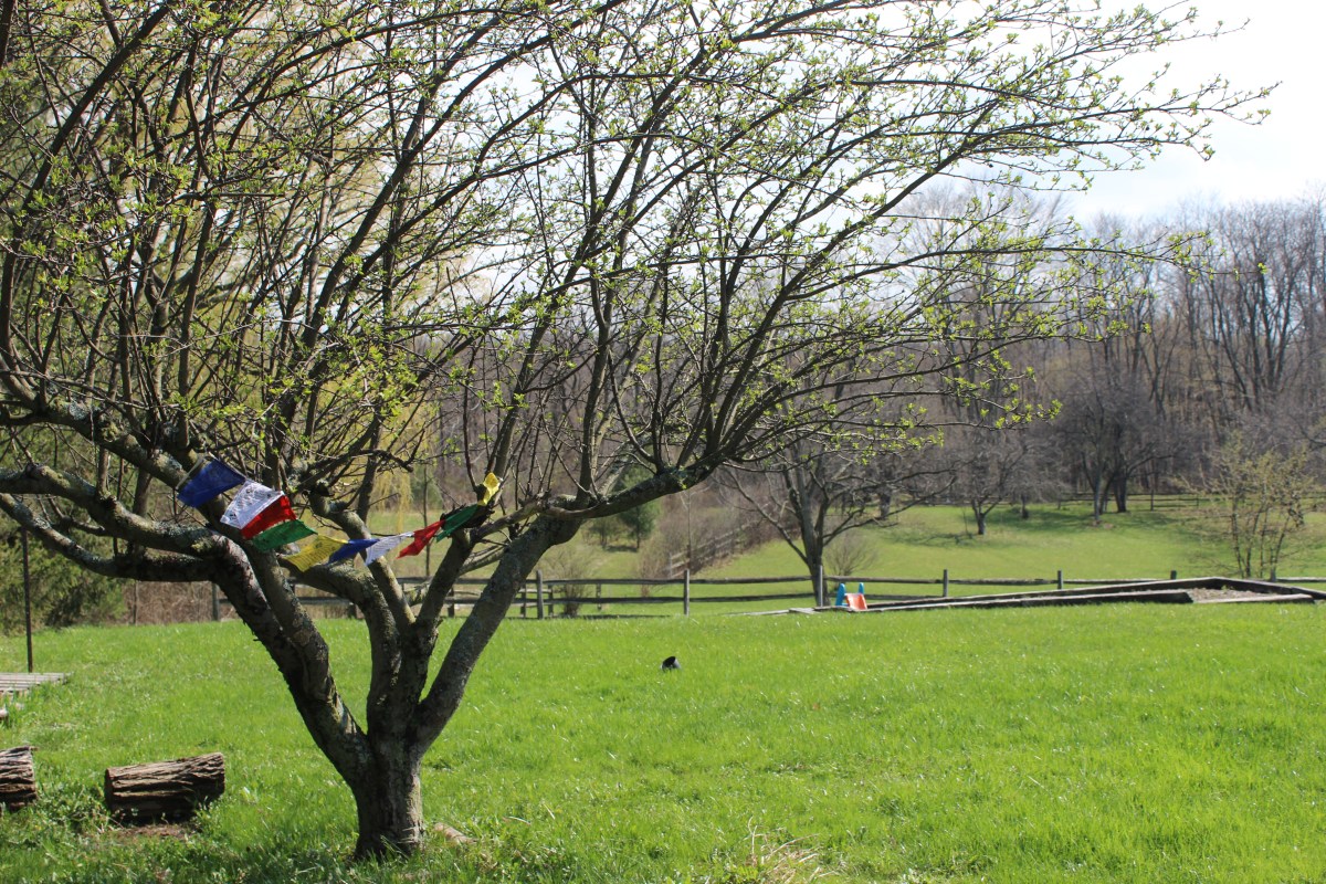 Our New Homestead! | These Light Footsteps