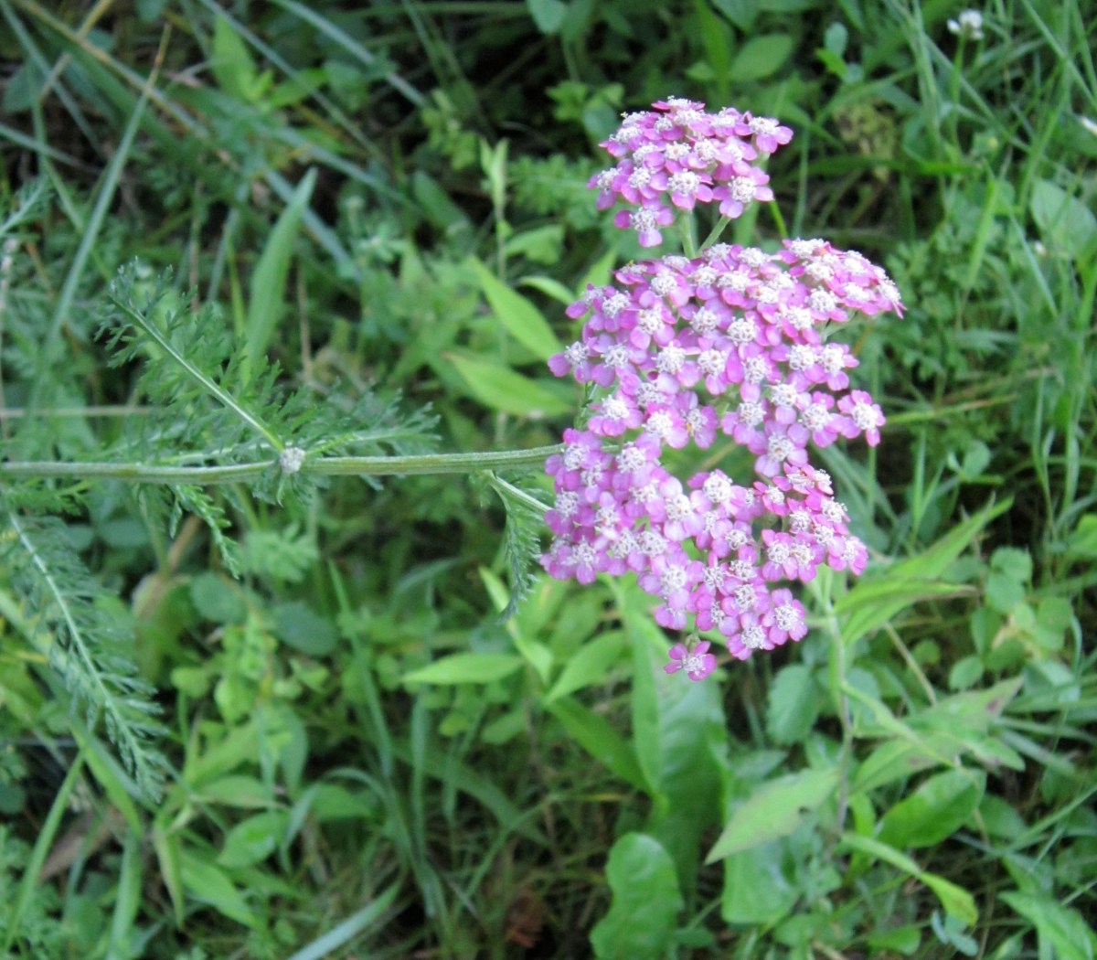 Homemade Herbal Bug Spray with Yarrow | These Light Footsteps