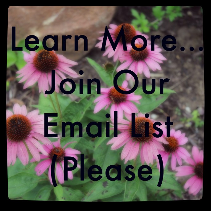 Remember to Take Your Pine Needles for Good Health! | These Light Footsteps