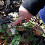 The most wonderful time of year….(spring!) | These Light Footsteps