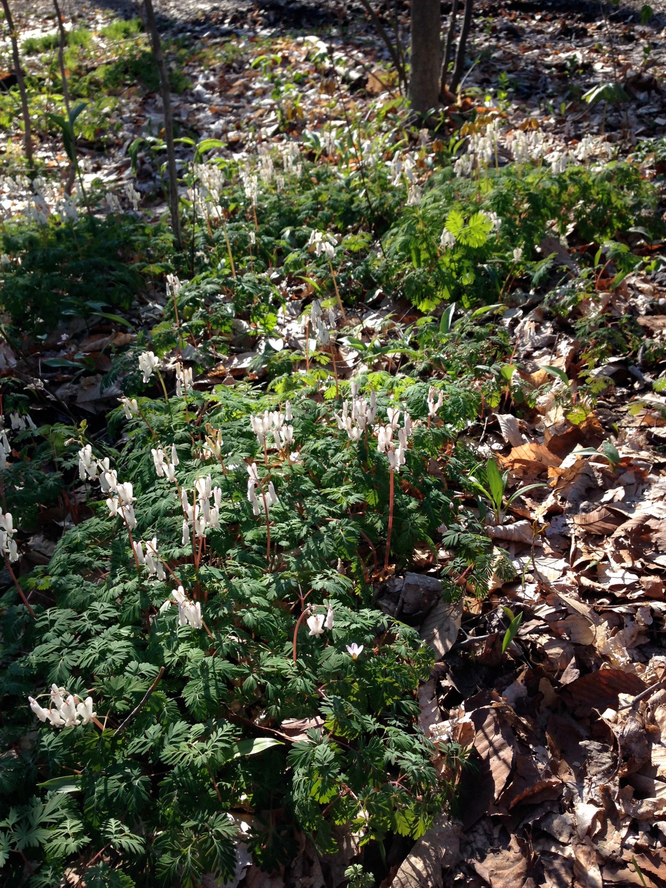 The most wonderful time of year….(spring!) | These Light Footsteps