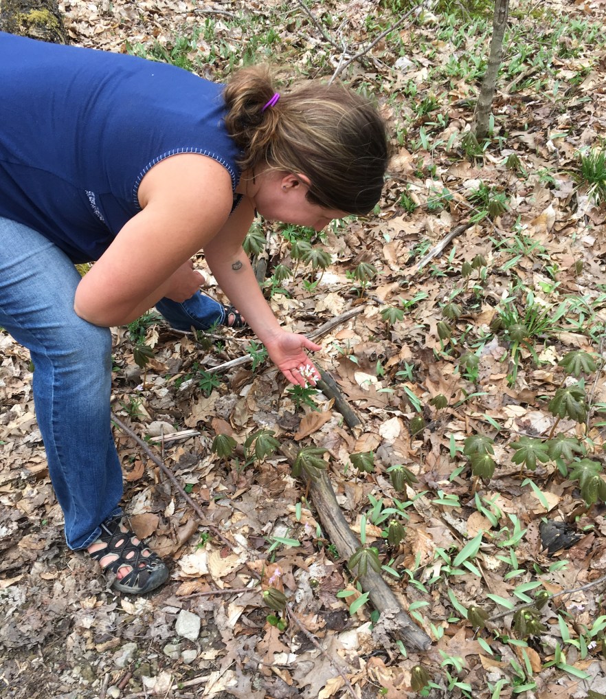 These Light Footsteps | The Blog of the Light Footsteps Herb Farm ...