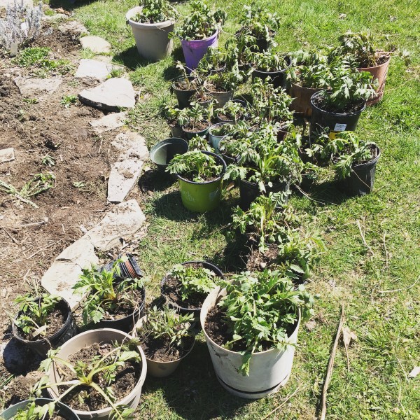 These Light Footsteps | The Blog of the Light Footsteps Herb Farm ...